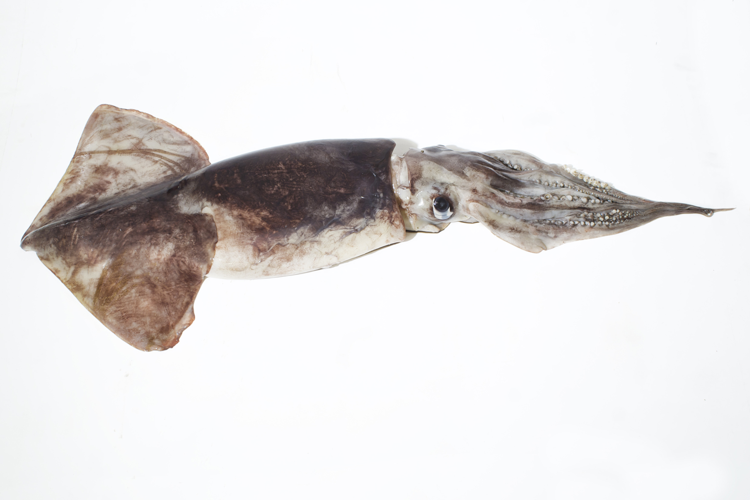 Productos – Agropesca